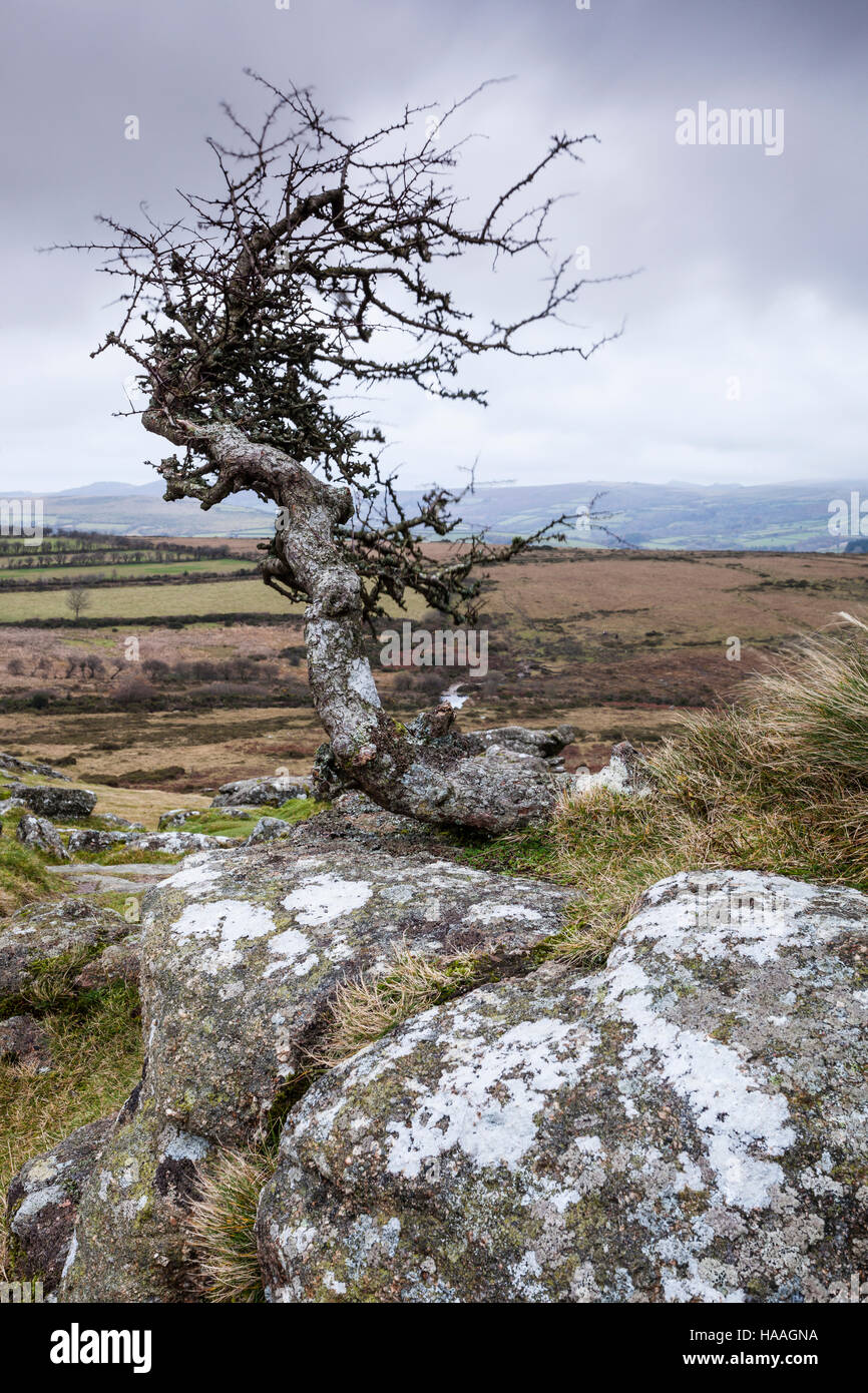 An old and twisted tree in Dartmoor Stock Photo - Alamy