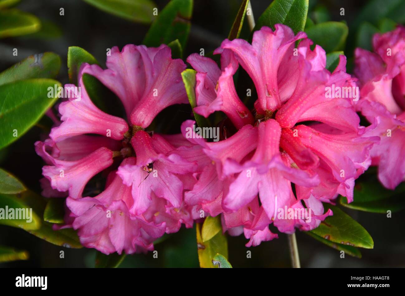 Pink Rhododendrons up close Stock Photo - Alamy