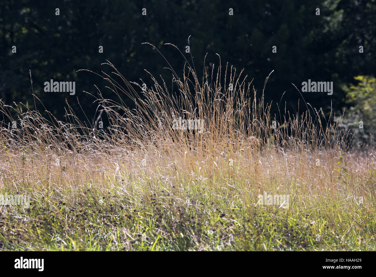 Surrey England Box Hill Long Grasses Stock Photo - Alamy