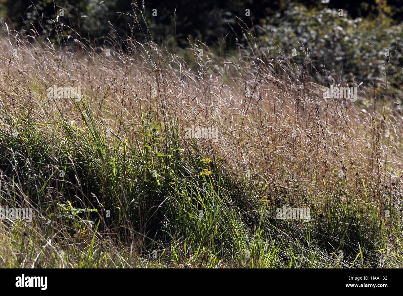 Surrey England Box Hill Long Grasses Stock Photo - Alamy
