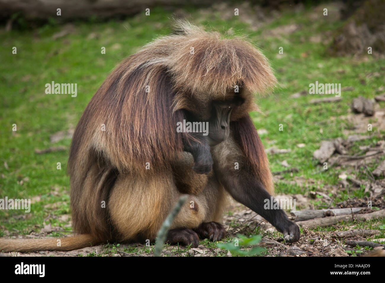 Gelada baboon (Theropithecus gelada), also known as the bleeding-heart ...