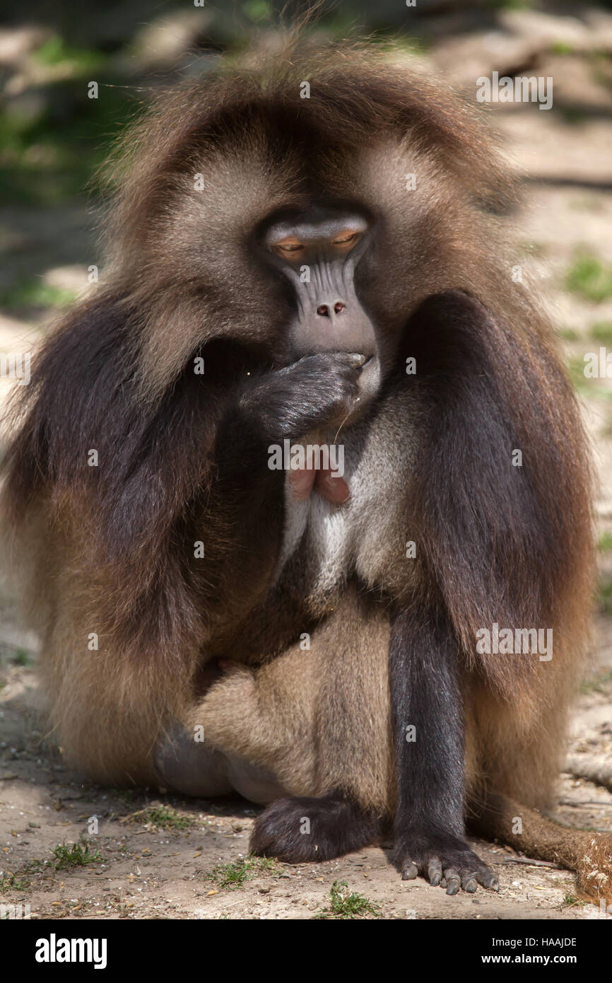 Gelada baboon (Theropithecus gelada), also known as the bleeding-heart ...