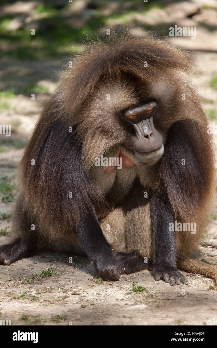 Gelada baboon (Theropithecus gelada), also known as the bleeding-heart ...