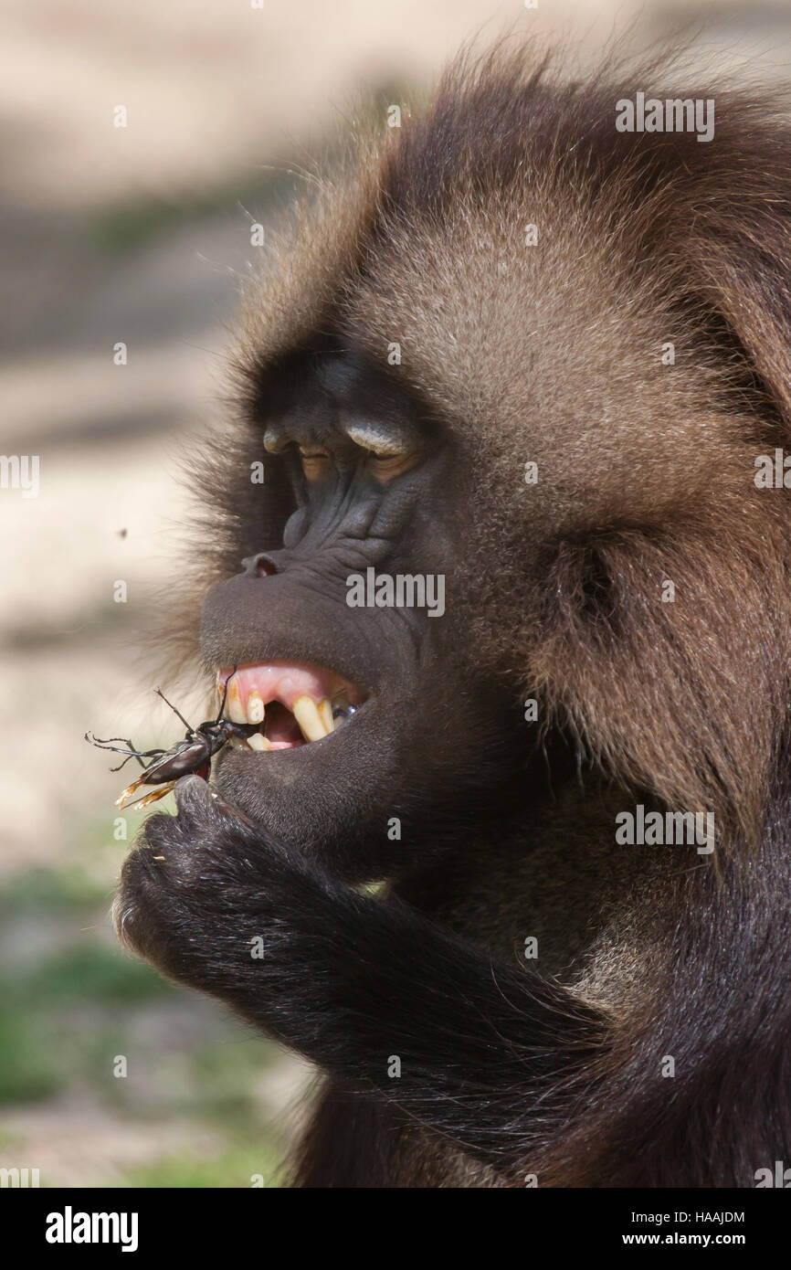 Lucanus cervus eating hi-res stock photography and images - Alamy