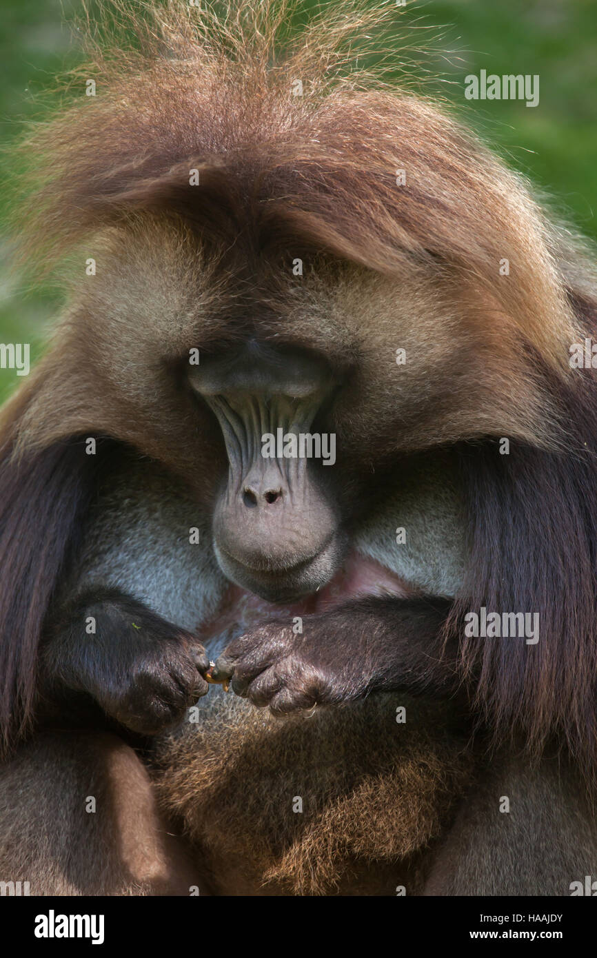 Gelada baboon (Theropithecus gelada), also known as the bleeding-heart ...