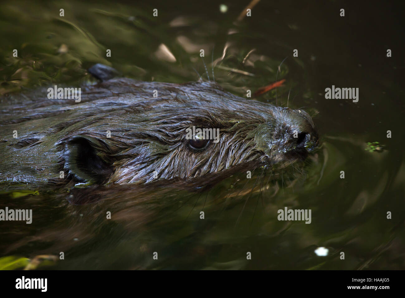 North American beaver (Castor canadensis), also known as the Canadian ...