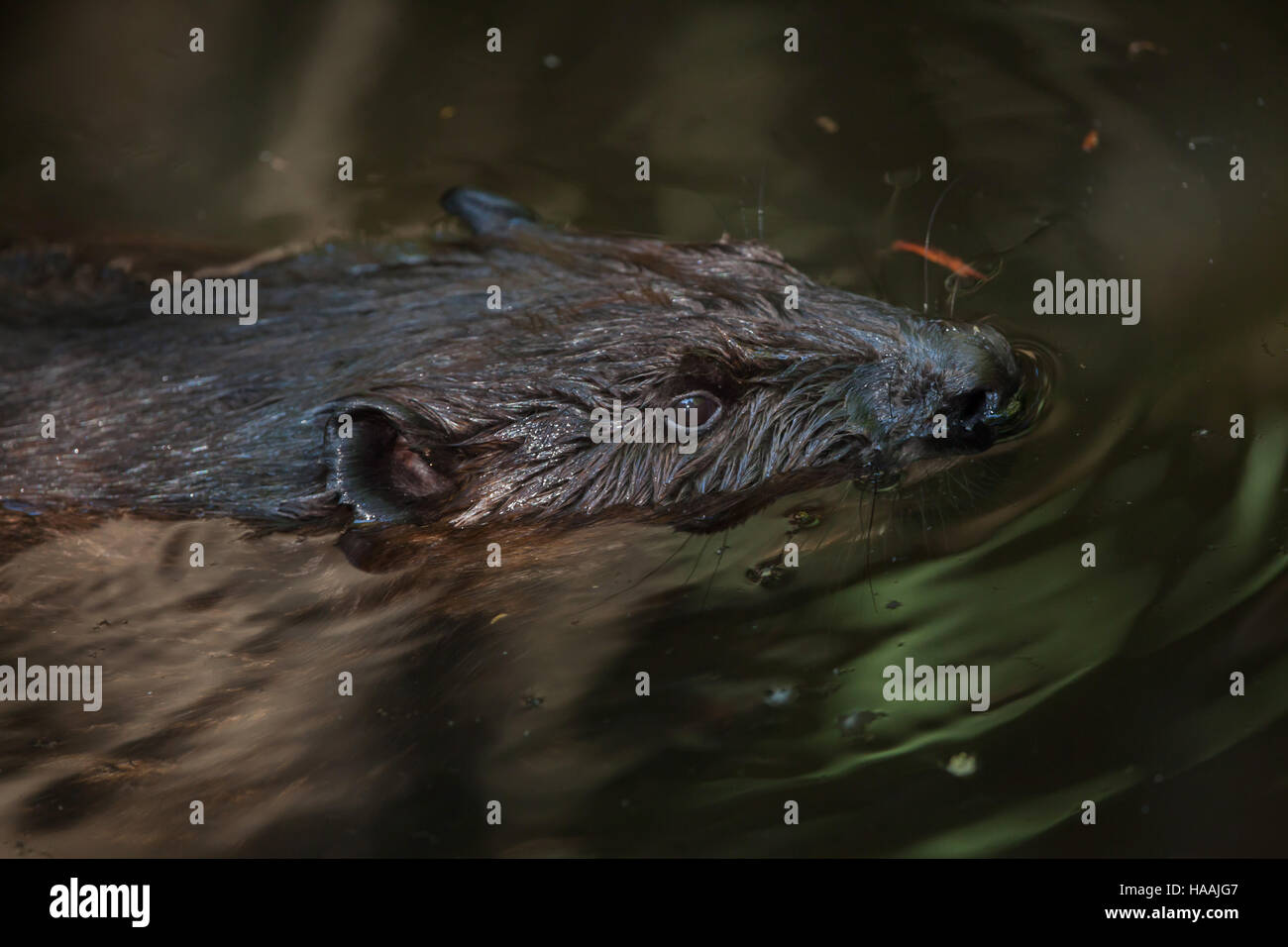 North American beaver (Castor canadensis), also known as the Canadian ...