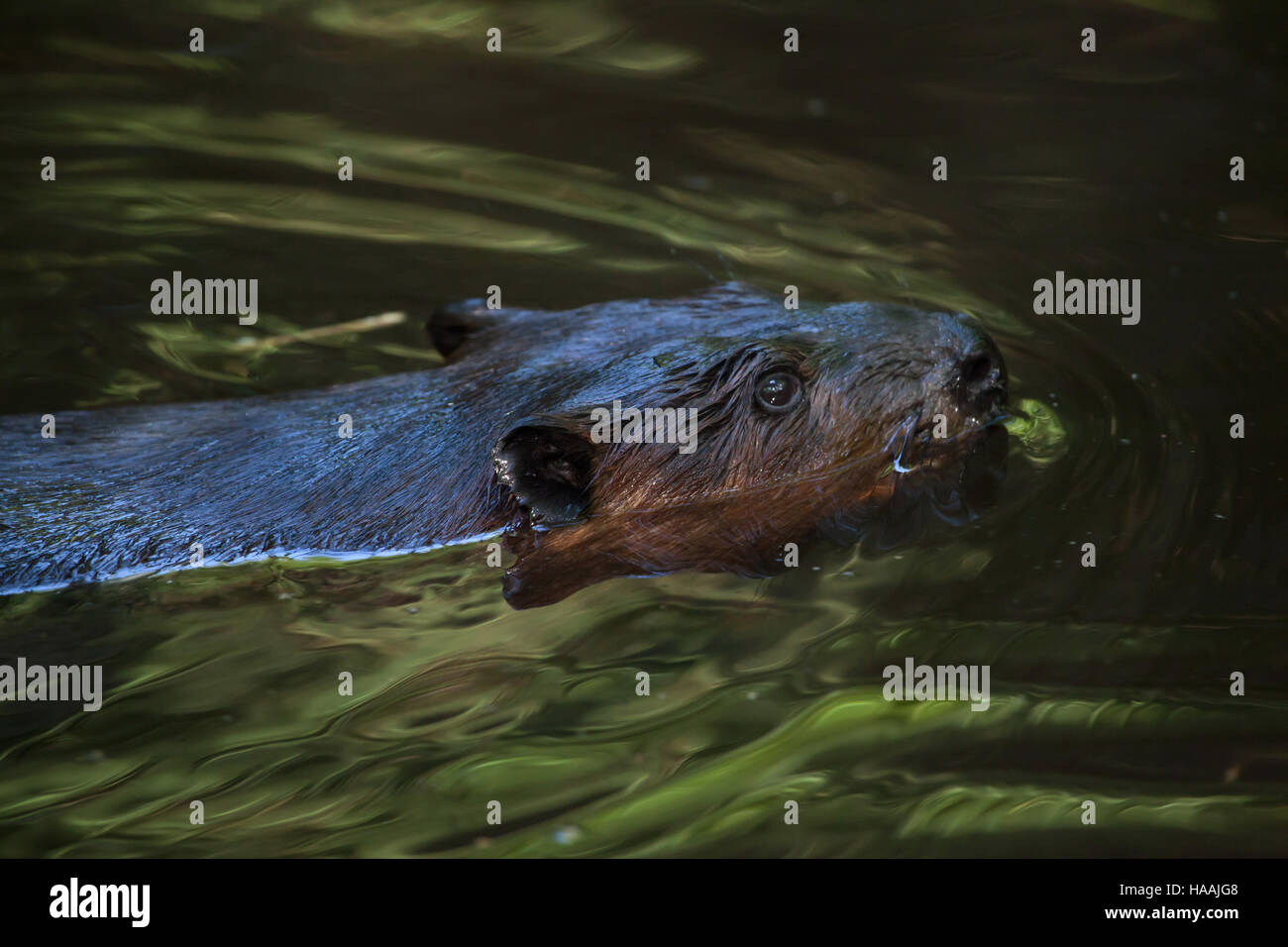 North American beaver (Castor canadensis), also known as the Canadian ...