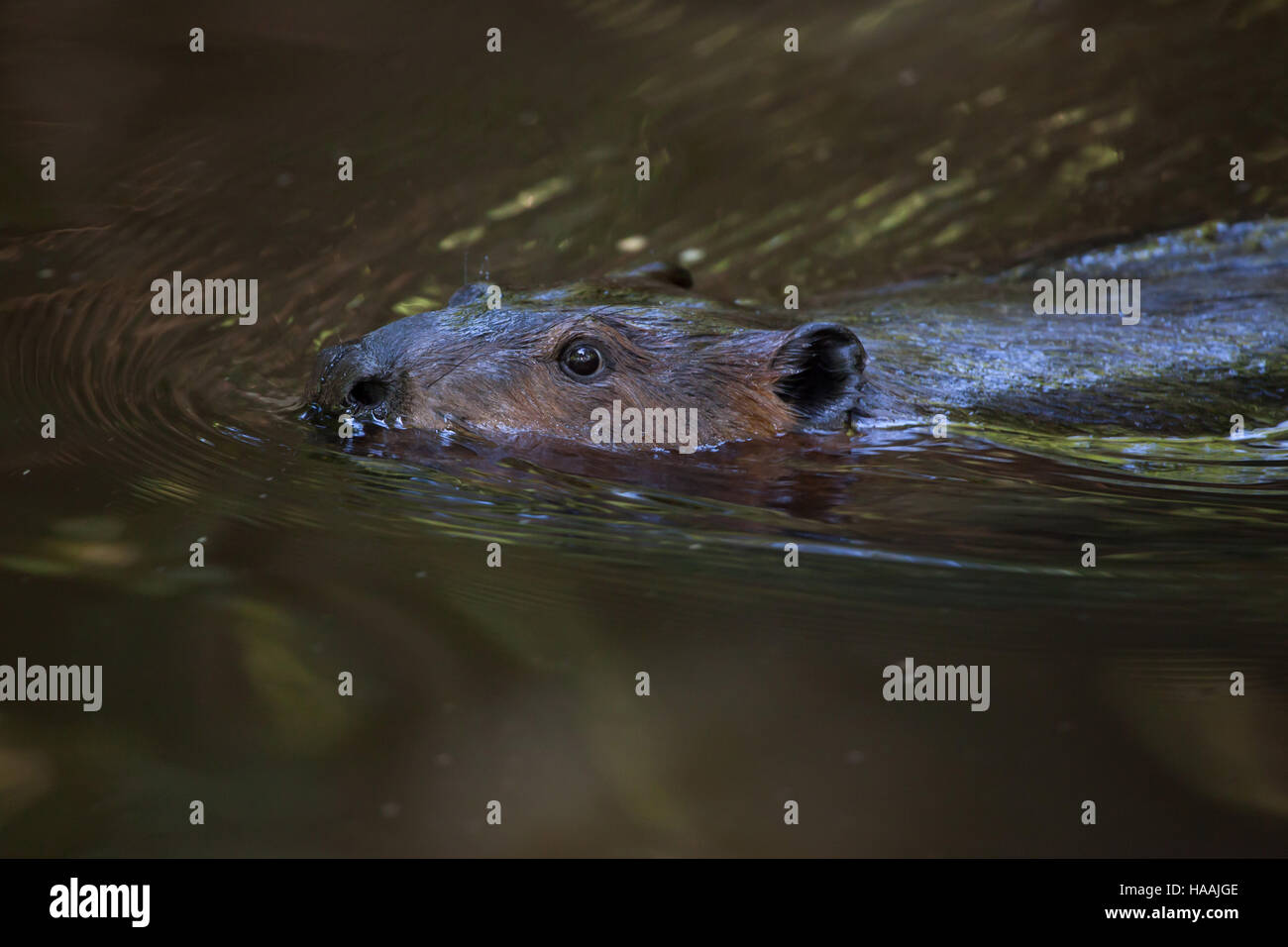 North American beaver (Castor canadensis), also known as the Canadian ...
