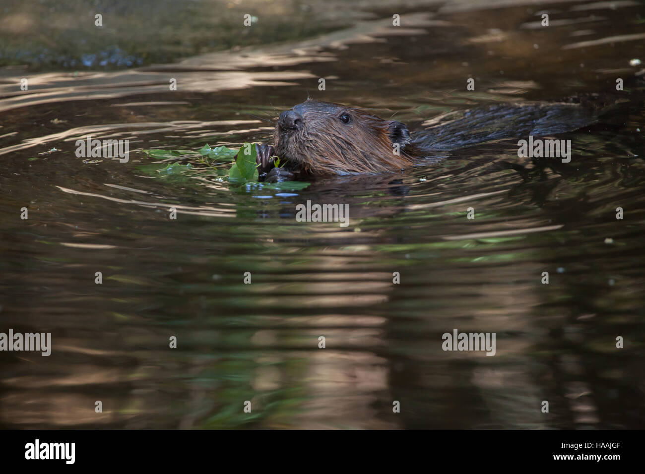 North American beaver (Castor canadensis), also known as the Canadian ...