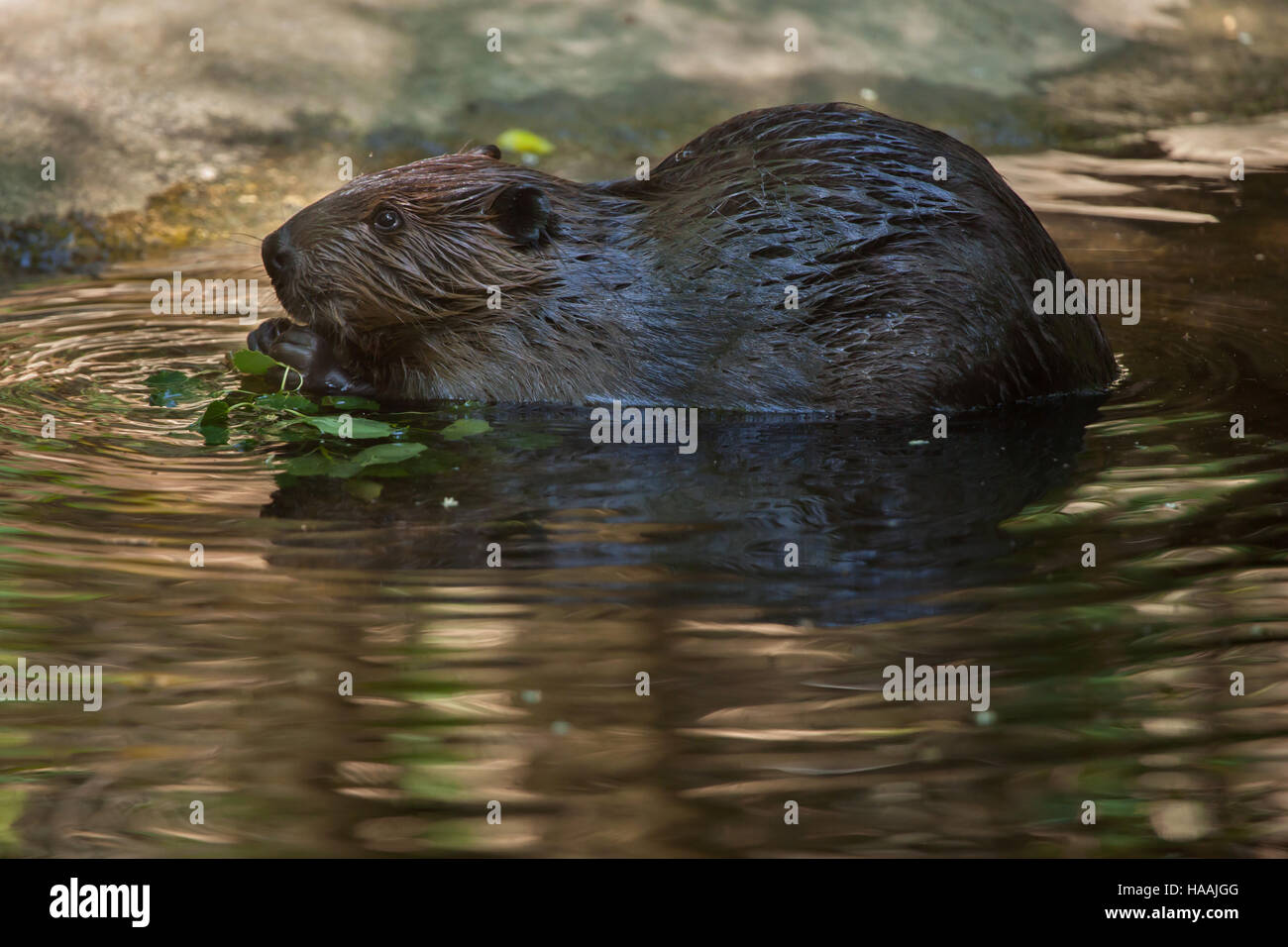 North American beaver (Castor canadensis), also known as the Canadian ...