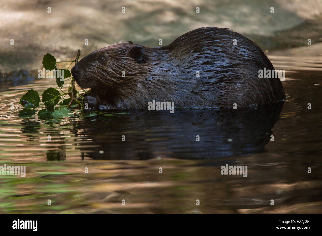 North American beaver (Castor canadensis), also known as the Canadian ...