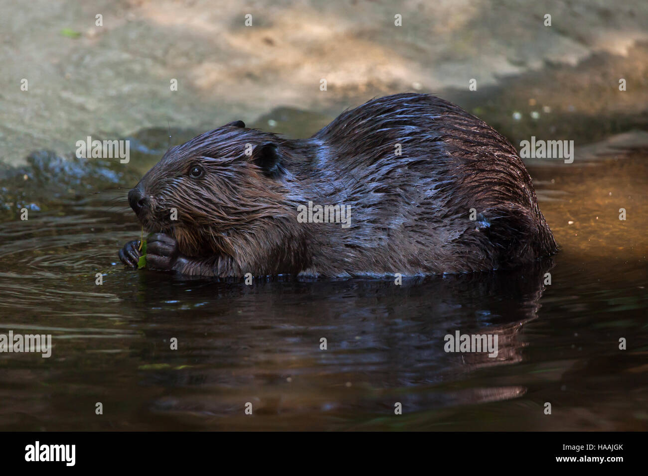 North American beaver (Castor canadensis), also known as the Canadian ...