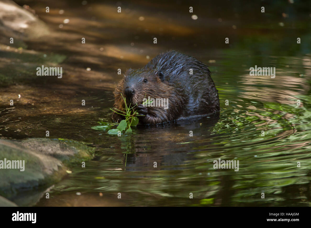 North American beaver (Castor canadensis), also known as the Canadian ...