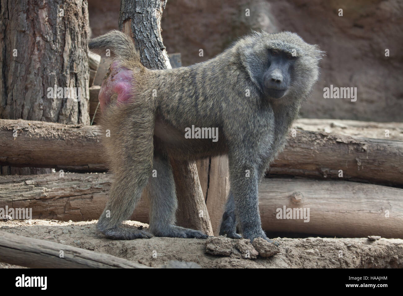 Olive baboon (Papio anubis), also known as the Anubis baboon Stock ...
