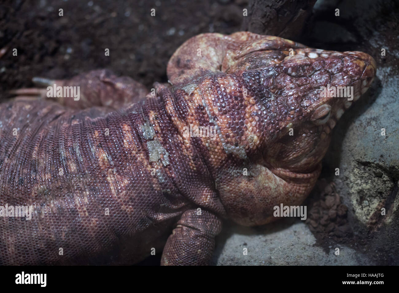 Argentine red tegu (Tupinambis rufescens), also known as the red tegu ...