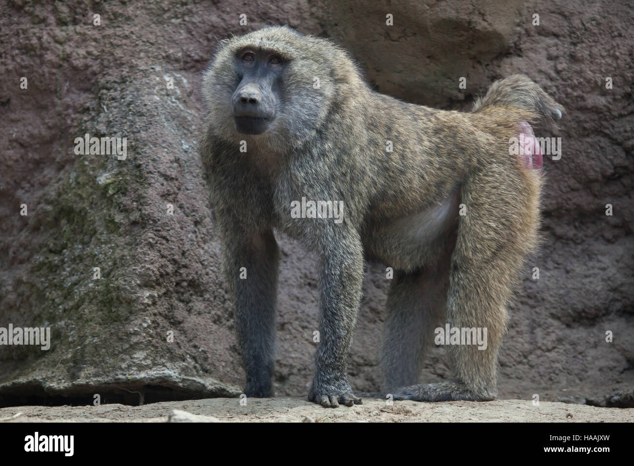 Olive baboon (Papio anubis), also known as the Anubis baboon Stock ...