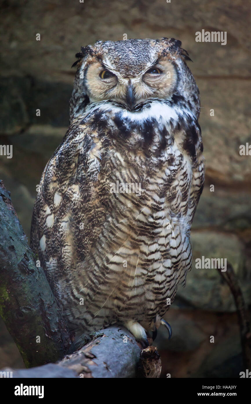 Great horned owl (Bubo virginianus), also known as the tiger owl Stock ...