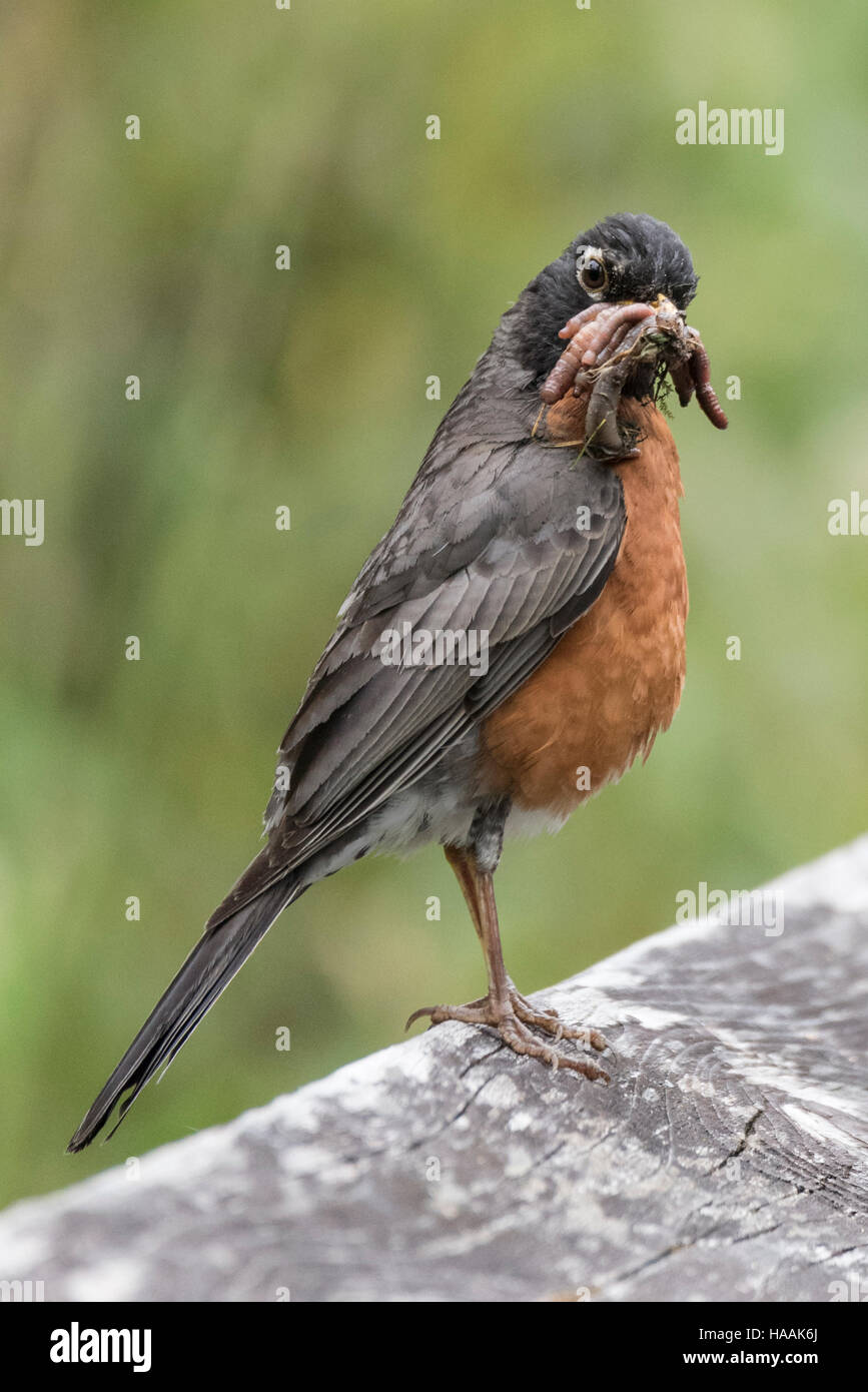 Robin with mouthful of worms Stock Photo - Alamy
