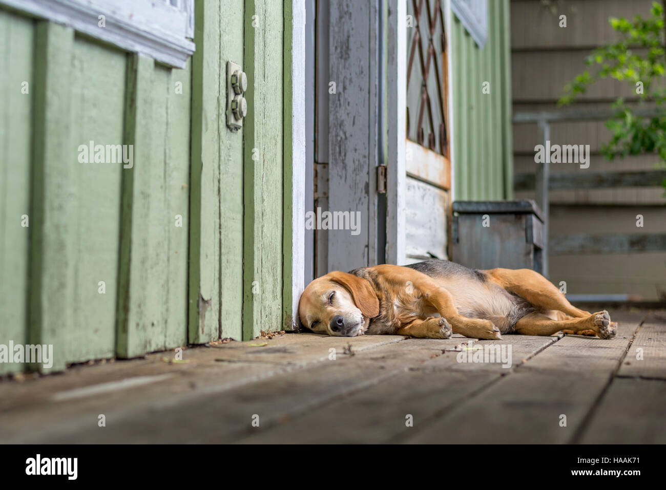 Lazy Beagle on Front Porch Stock Photo - Alamy