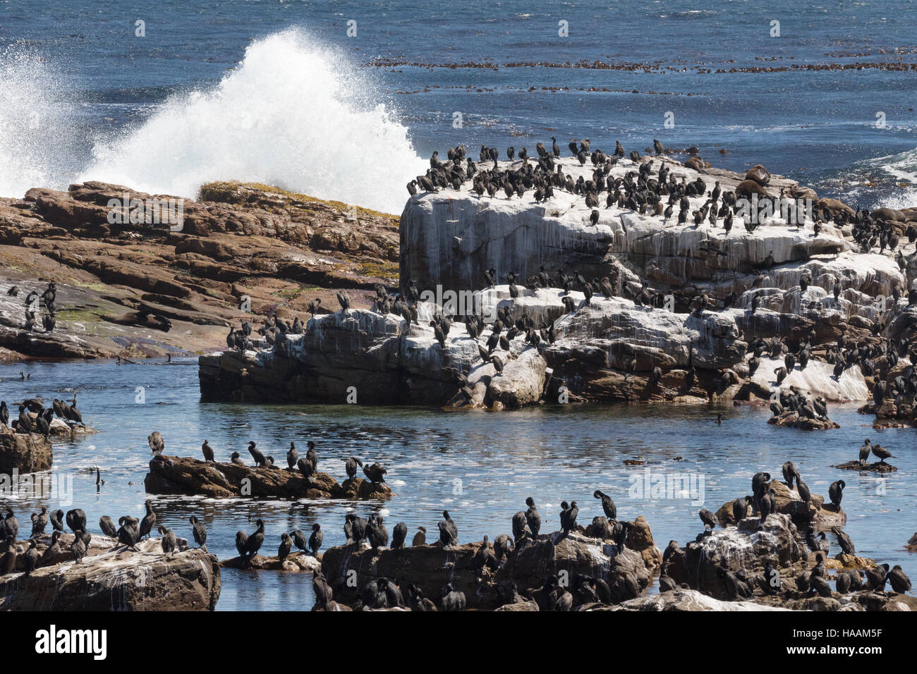 A colony of Cape Cormorants ( Phalacrocorax capensis ) at the Cape of ...
