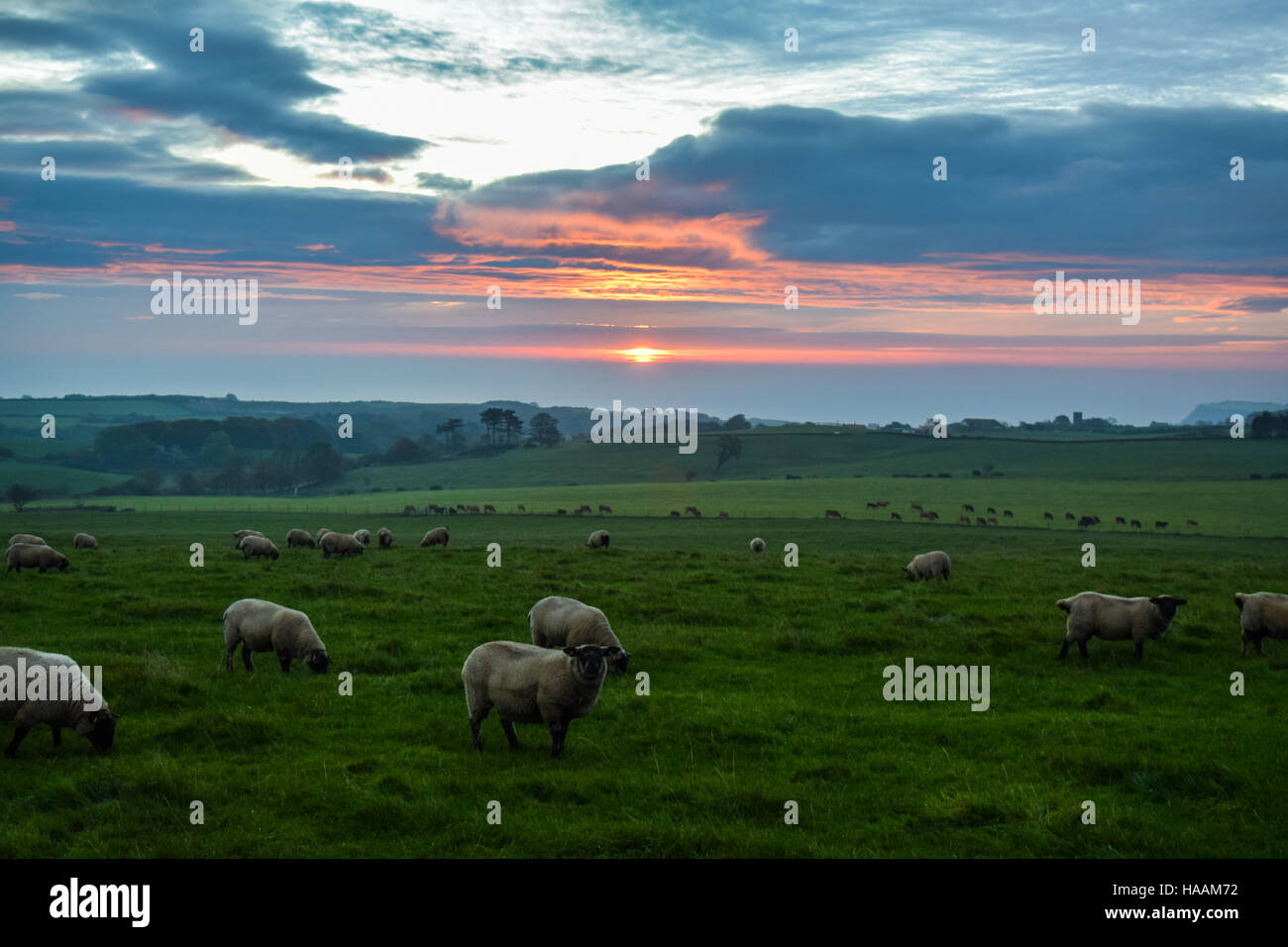 Livestock sunrise hi-res stock photography and images - Alamy