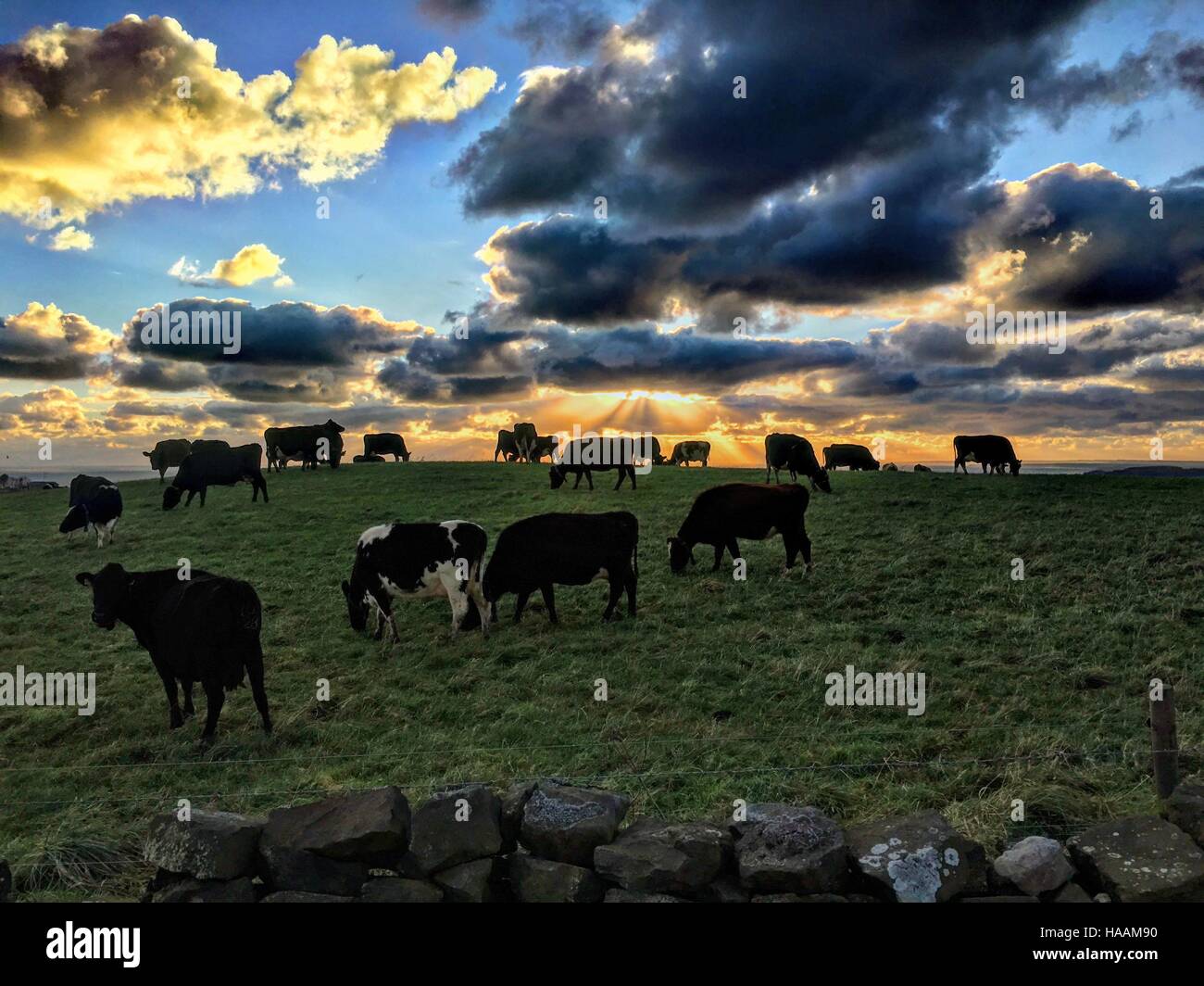 Sunrise on the Farm Stock Photo - Alamy