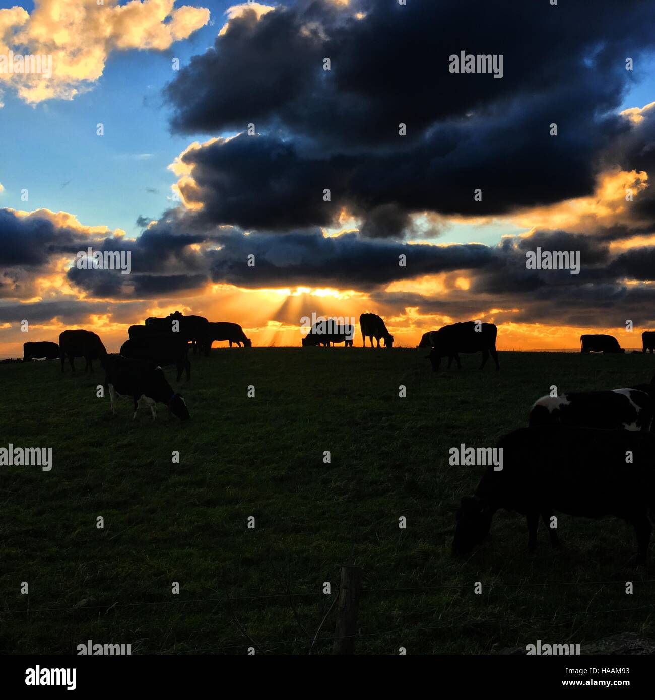 Sunrise on the Farm Stock Photo - Alamy