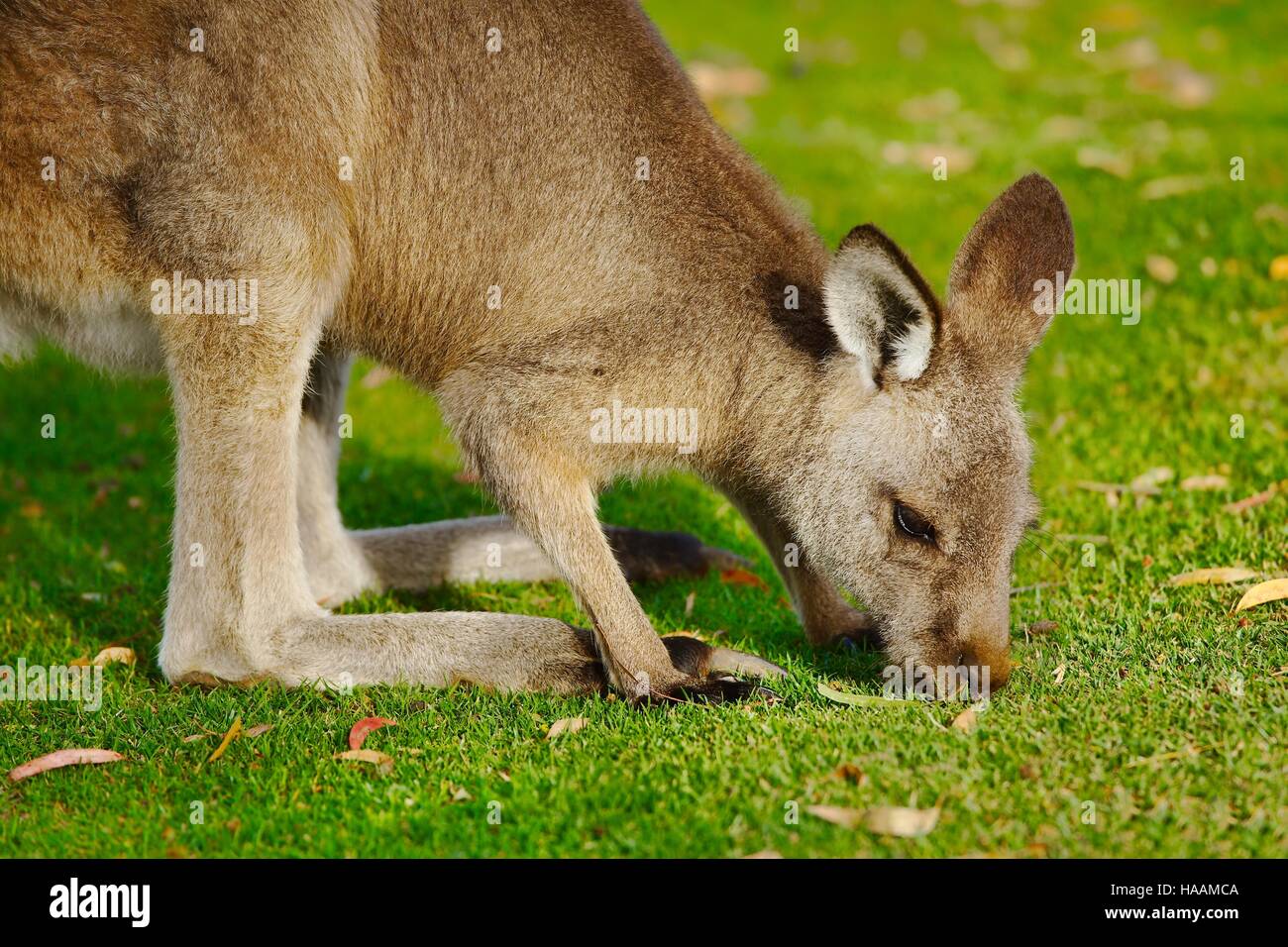 Small Kangaroo on Grass Stock Photo - Alamy
