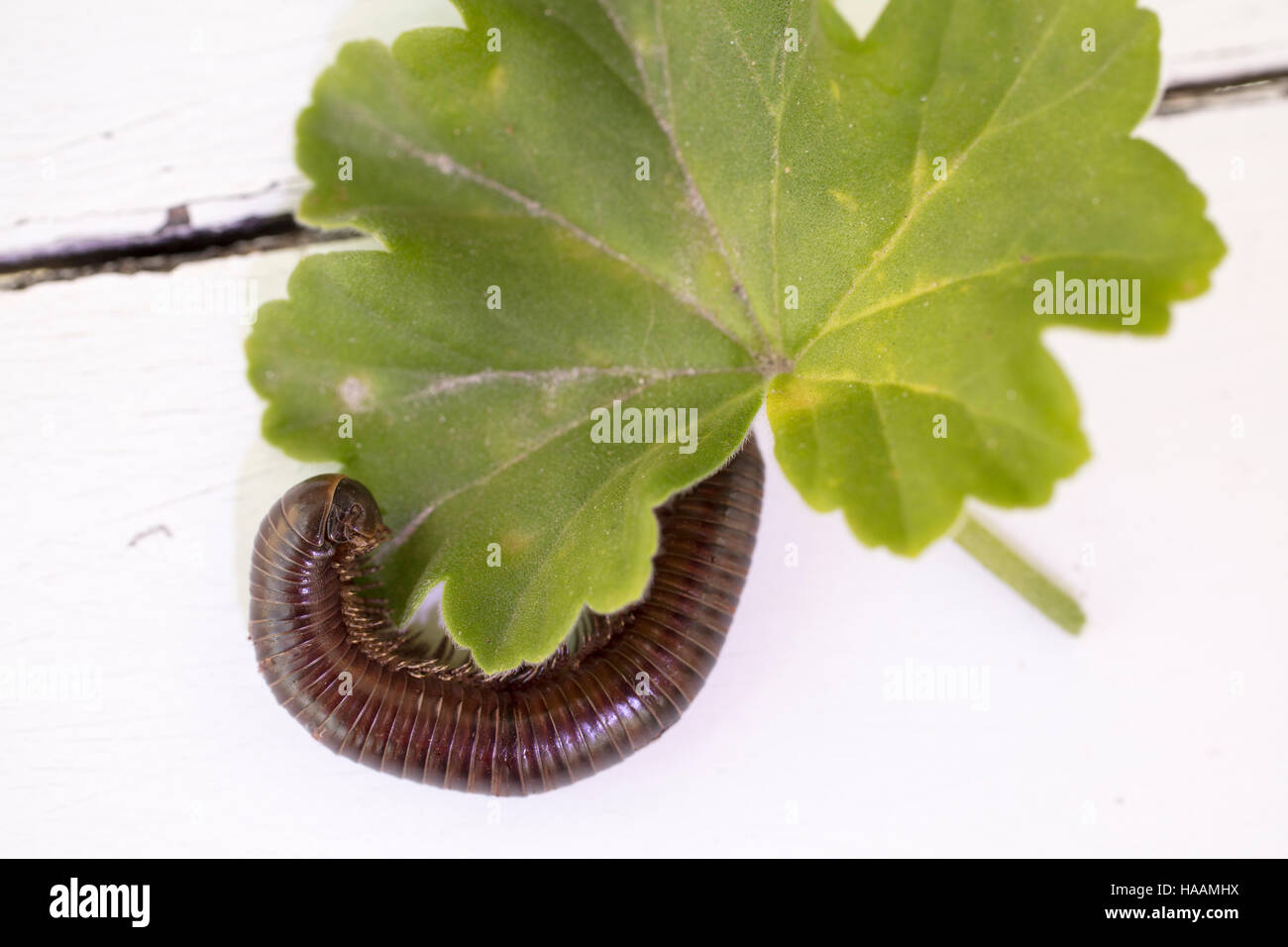 Insect With Many Legs High Resolution Stock Photography and Images - Alamy