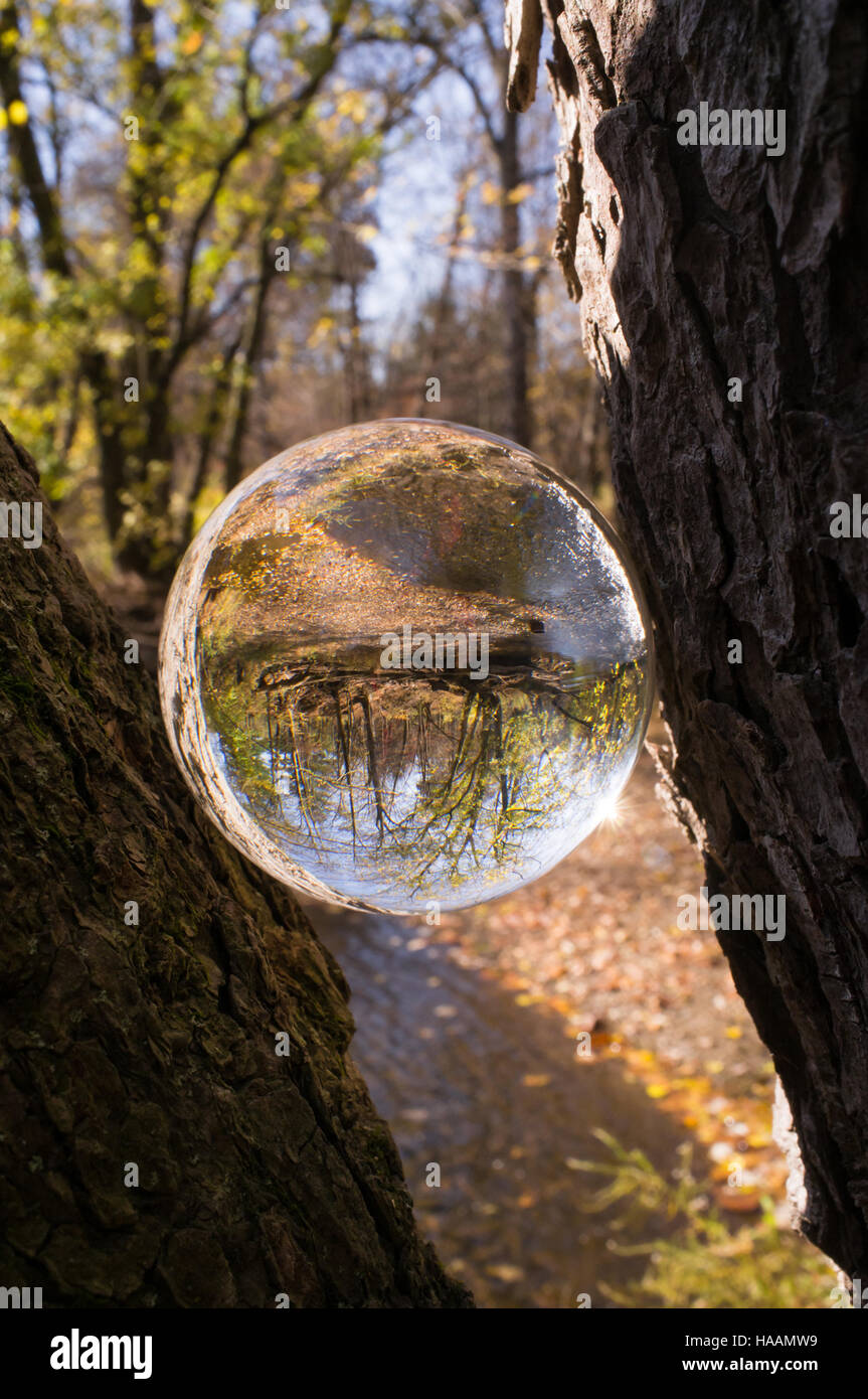 Magic crystal ball between tree branches for autumn fantasy imagery ...