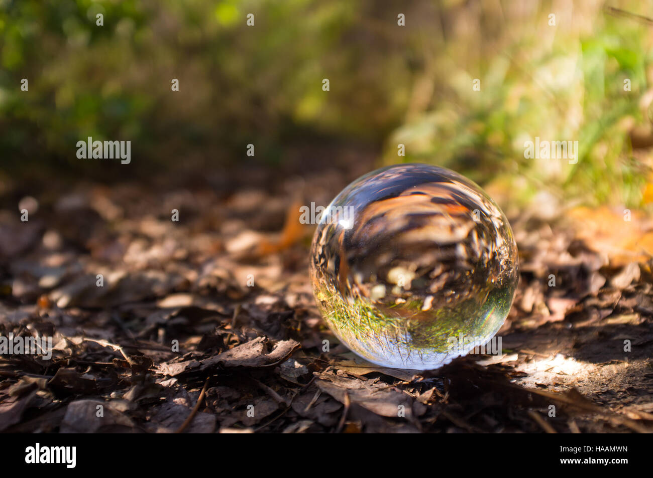 Magic crystal ball on forest floor for autumn fantasy imagery Stock ...