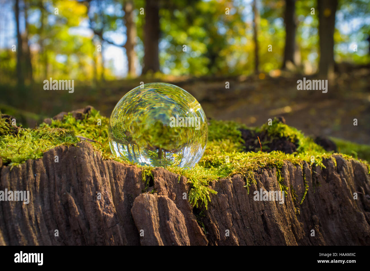 Magic crystal ball on tree stump moss for autumn fantasy imagery Stock ...