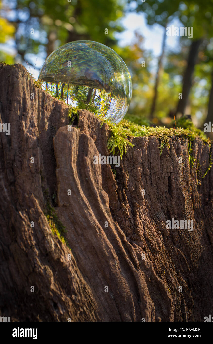 Magic crystal ball on tree stump moss for autumn fantasy imagery Stock ...