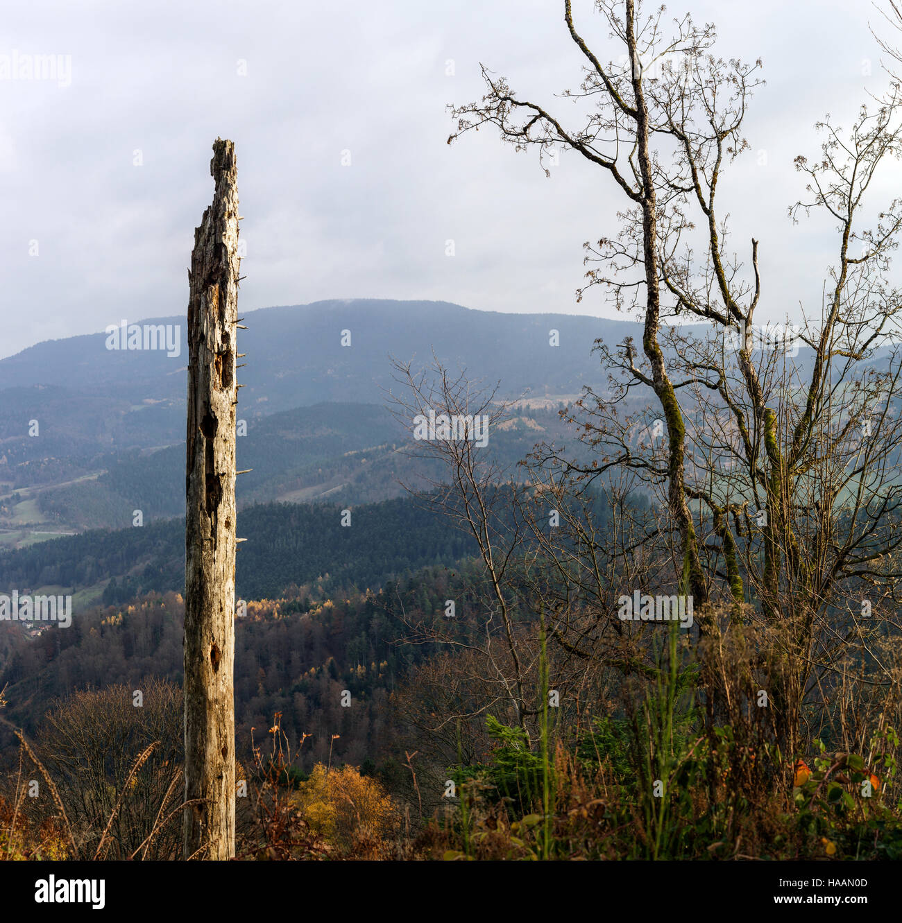 Old dead body of the tree in mountains, autumn landscape Stock Photo ...