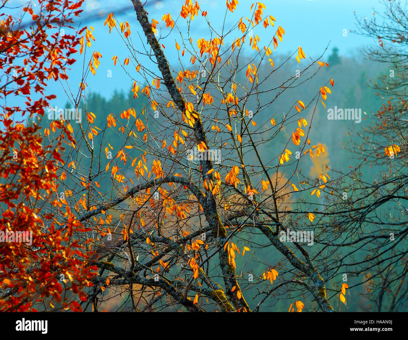 Beautiful autumn colors in mountains, landscape natural view, France ...