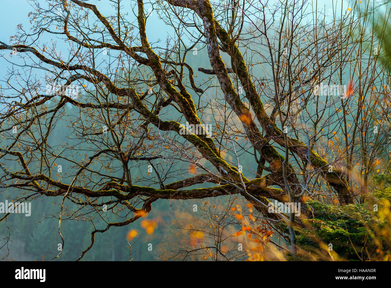 Beautiful autumn colors in mountains, landscape natural view, France ...