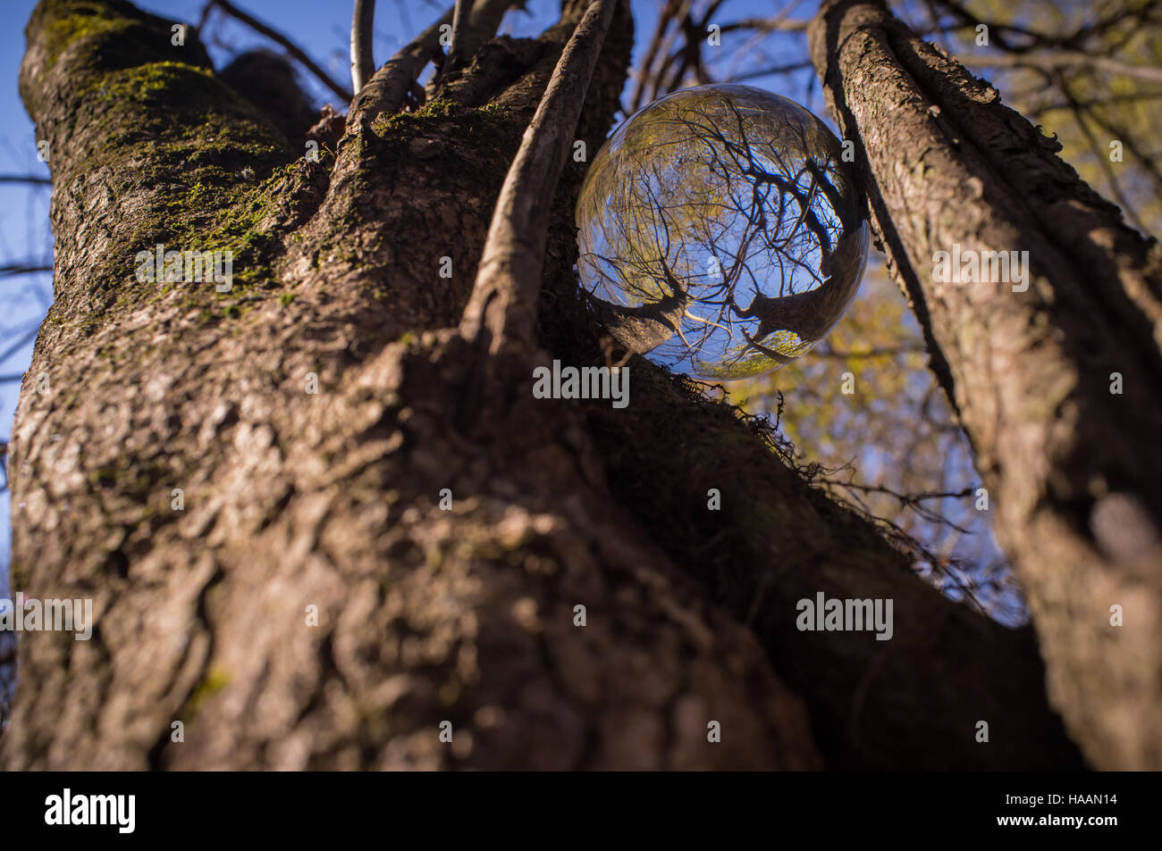 Magic crystal ball between tree branches for autumn fantasy imagery ...
