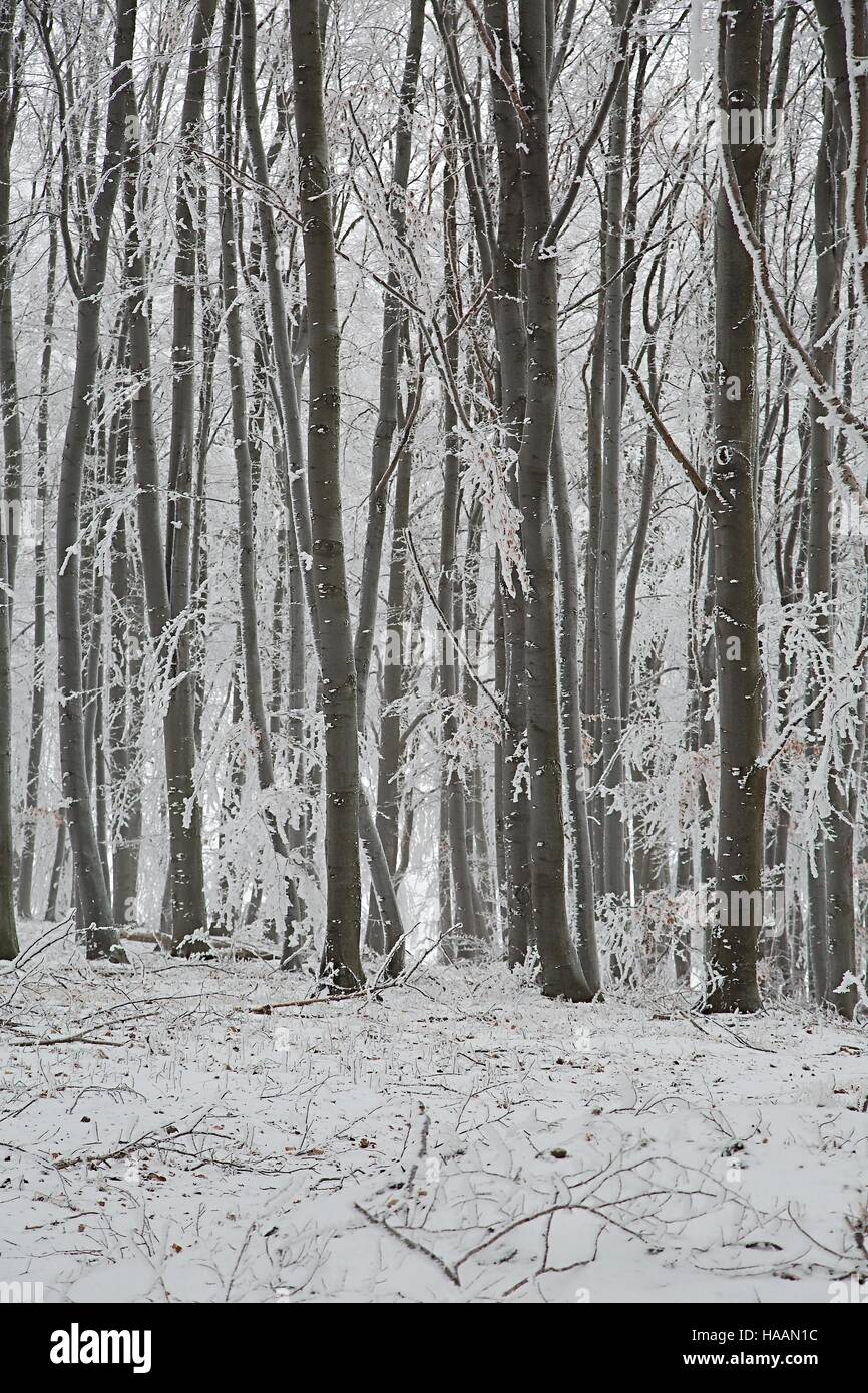 Winter snowy forest Stock Photo - Alamy