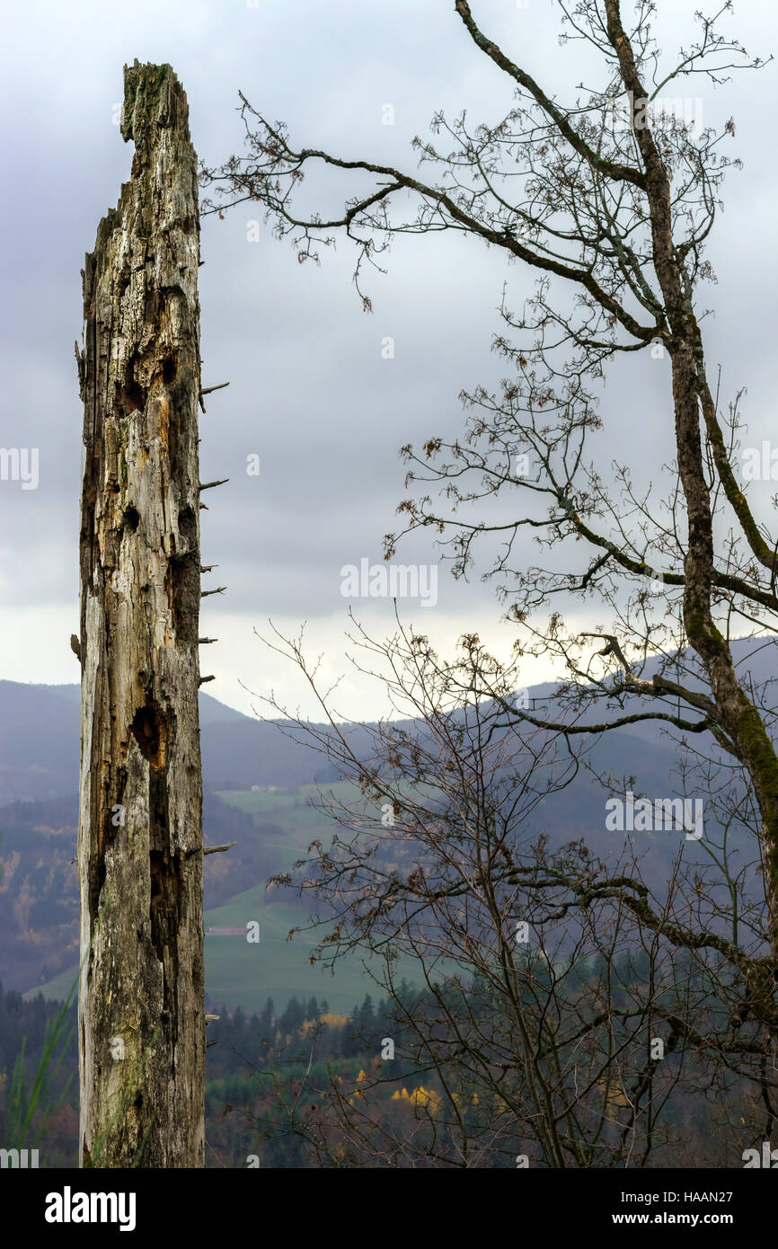 Old dead body of the tree in mountains, autumn landscape Stock Photo ...