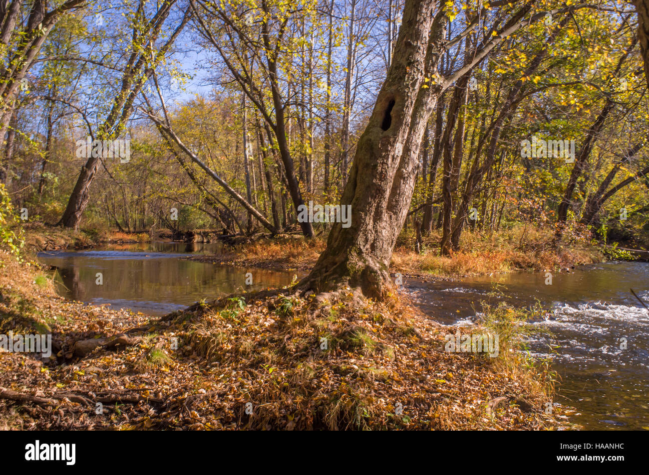 Magical autumn swamp deep in the forest with leaning oak trees creating ...