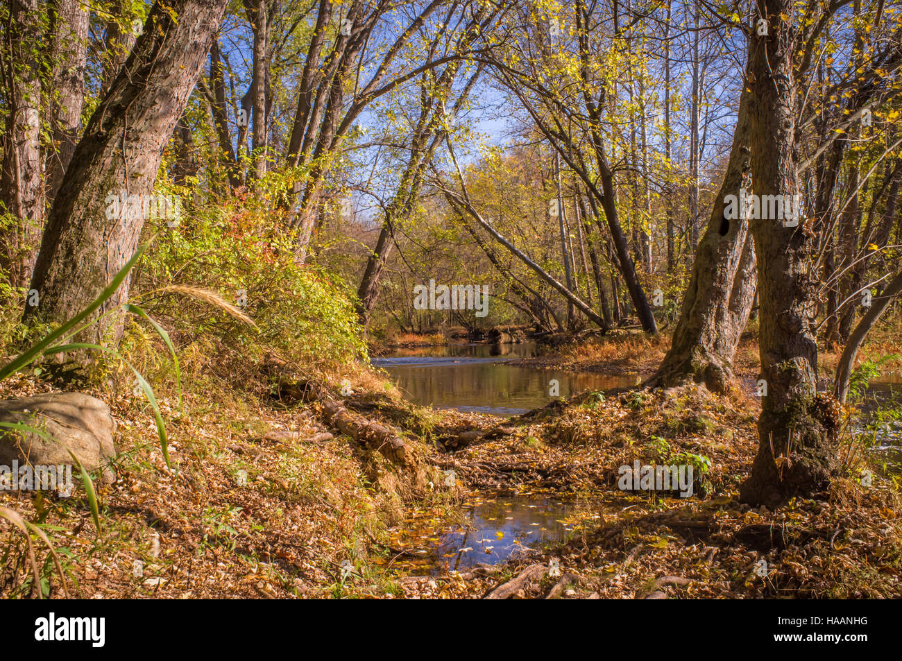 Magical autumn swamp deep in the forest with leaning oak trees creating ...