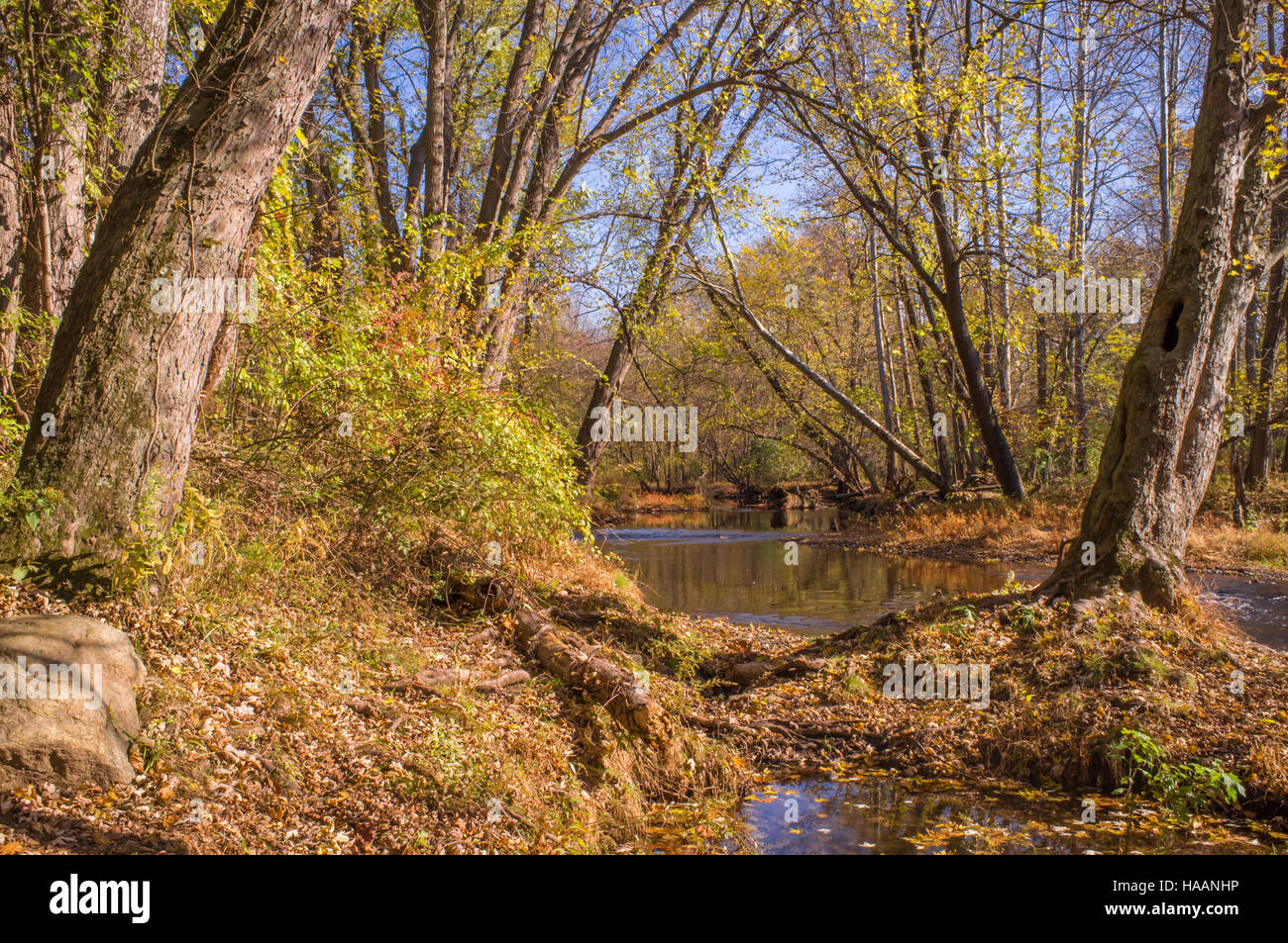 Magical autumn swamp deep in the forest with leaning oak trees creating ...
