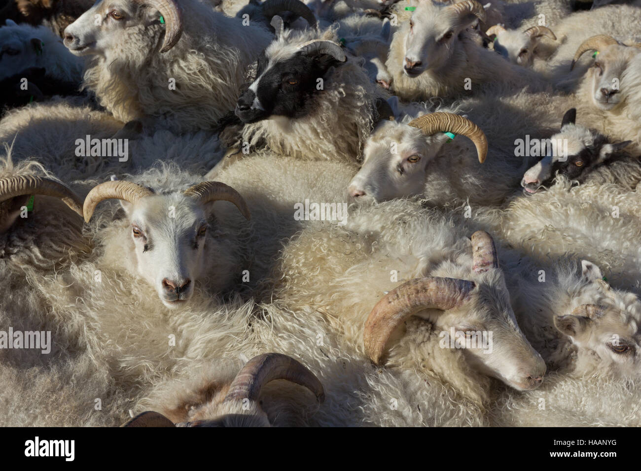 Gathering the sheep hi-res stock photography and images - Alamy