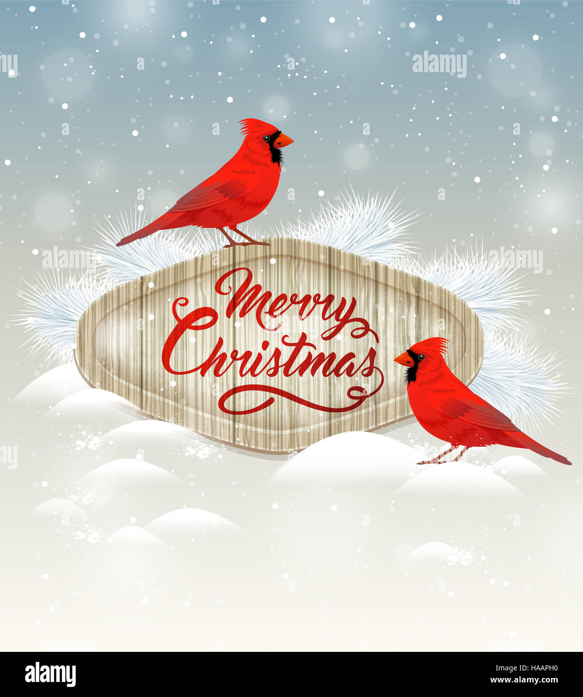 Christmas background with two cardinal birds and white fir branch ...