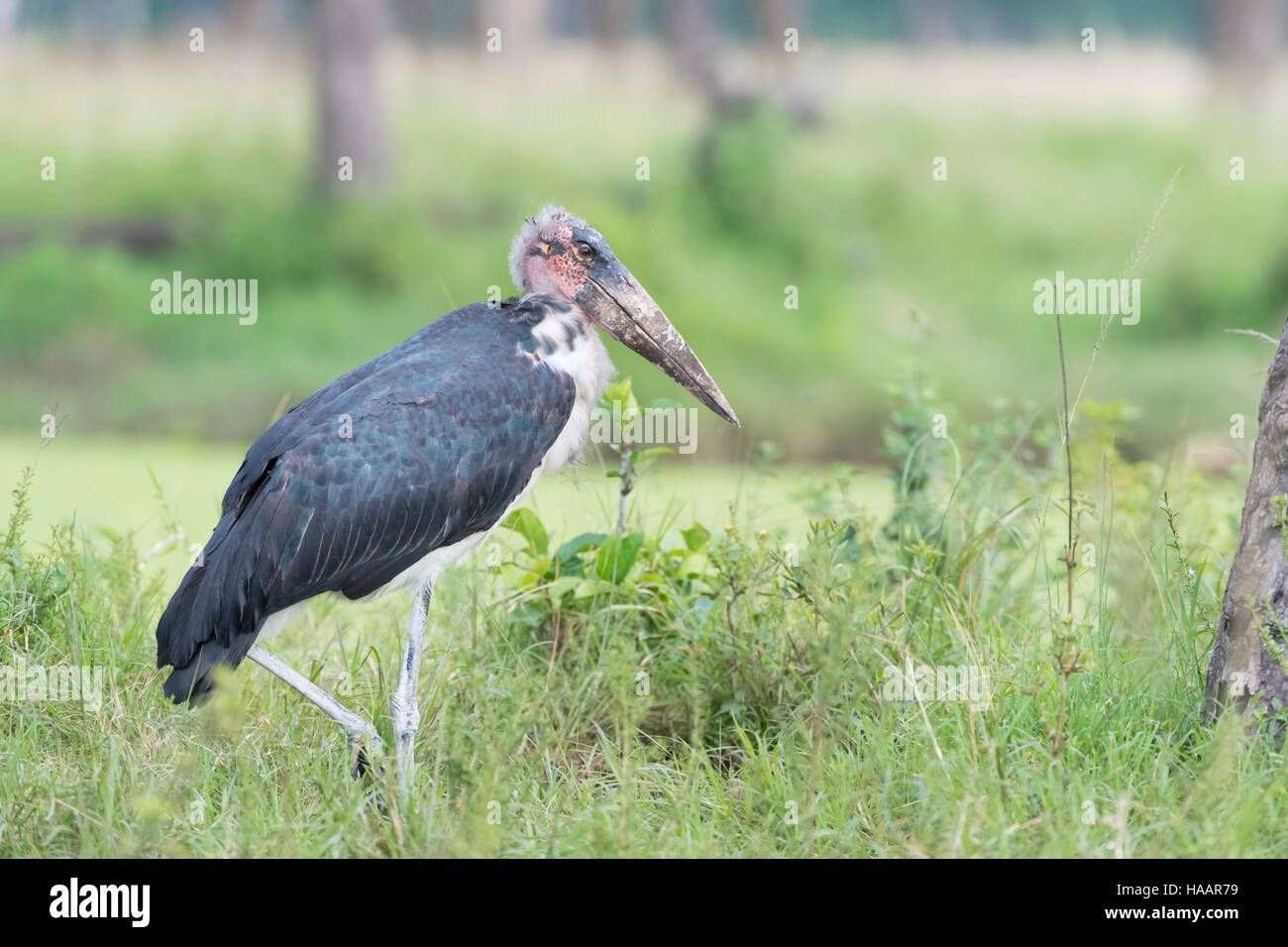 Marabou stork (Leptoptilos crumeniferus) standing in grass, Masai Mara ...