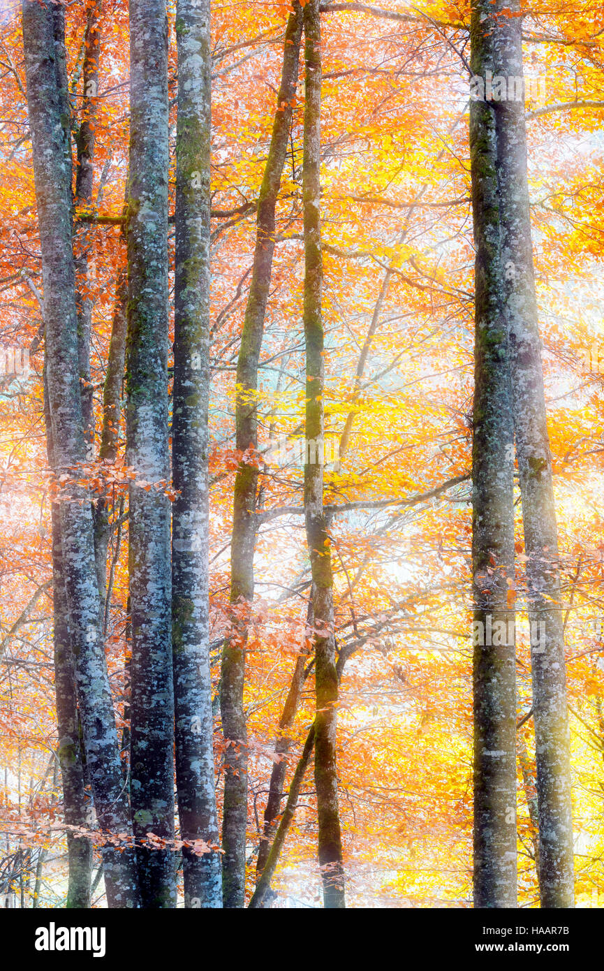 Leaves with autumn colors in forest and double exposure, French alps ...