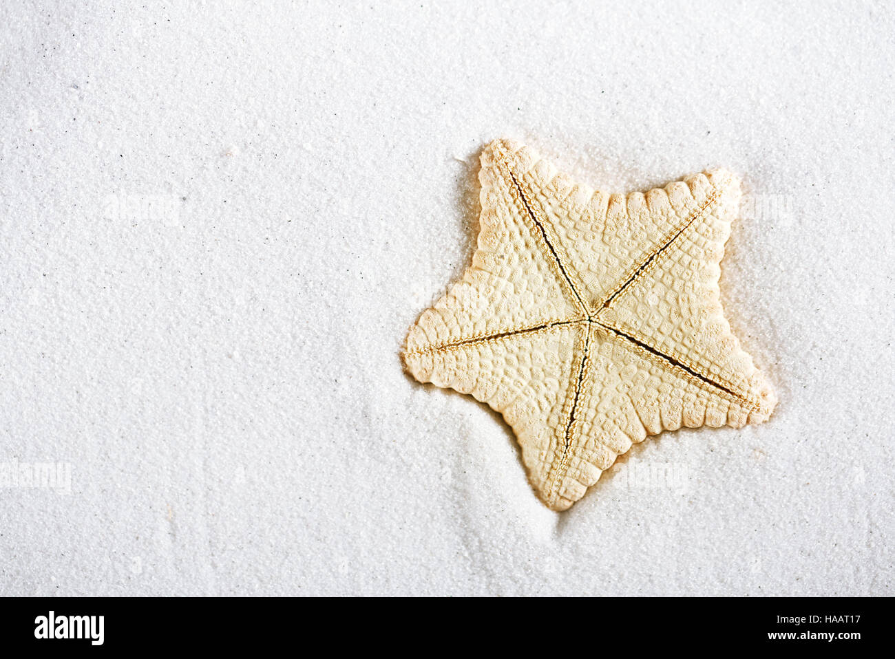 deepwater rare starfish in white beach sand, shallow dof Stock Photo ...