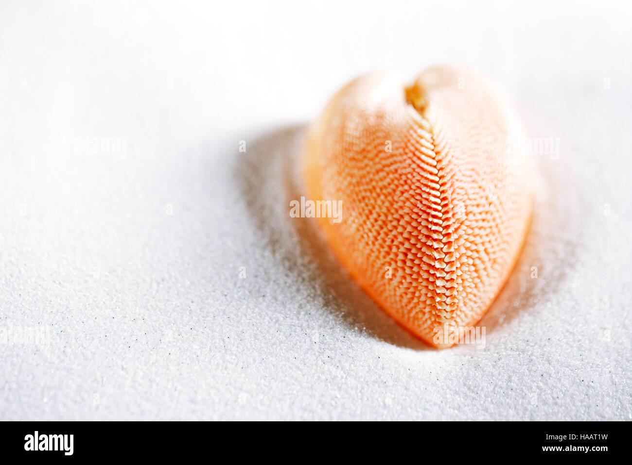 red heart sea shell in beach white sand, shallow dof Stock Photo - Alamy