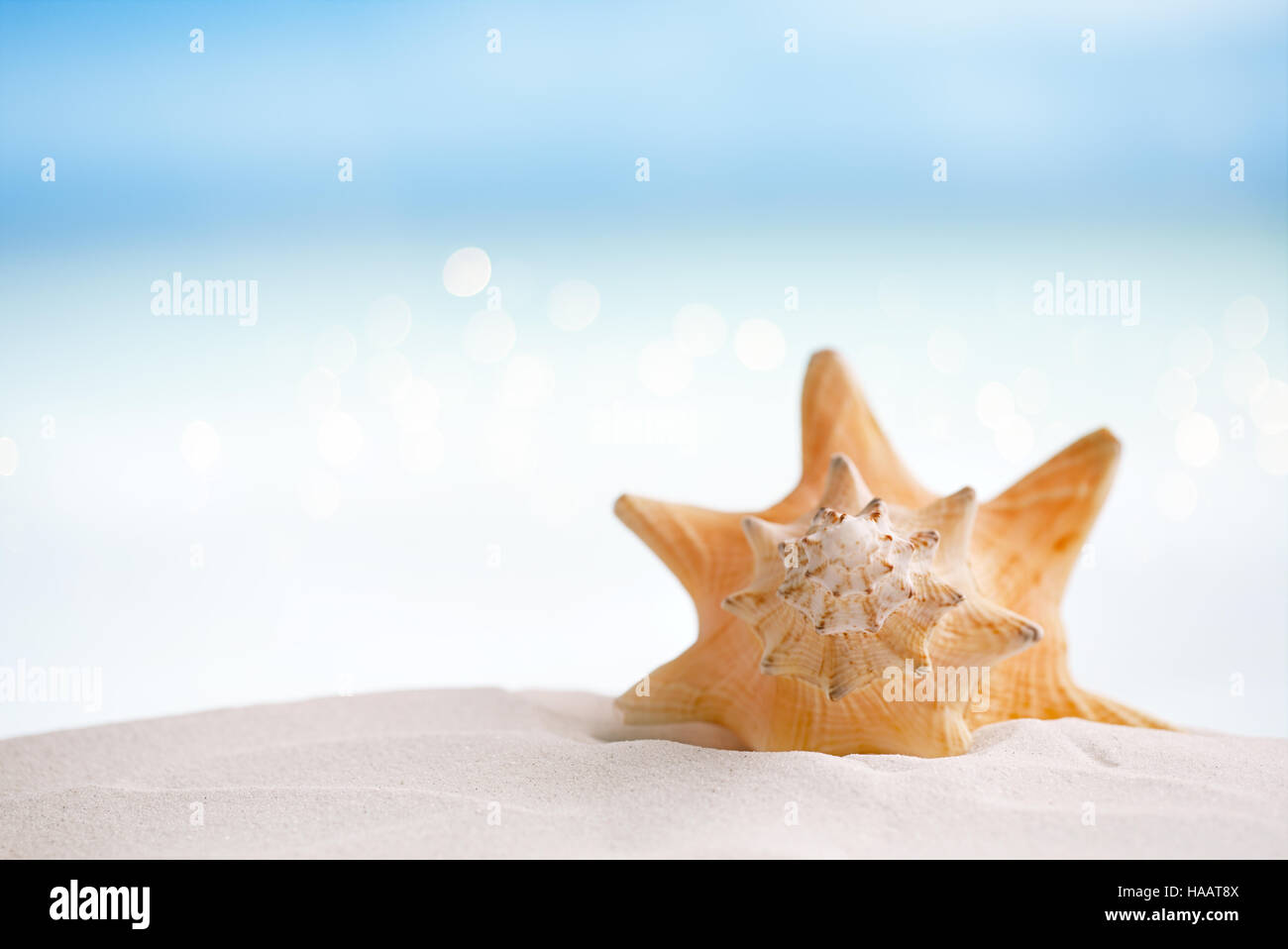cuban shell on white Florida beach sand under sun light, shallow dof ...